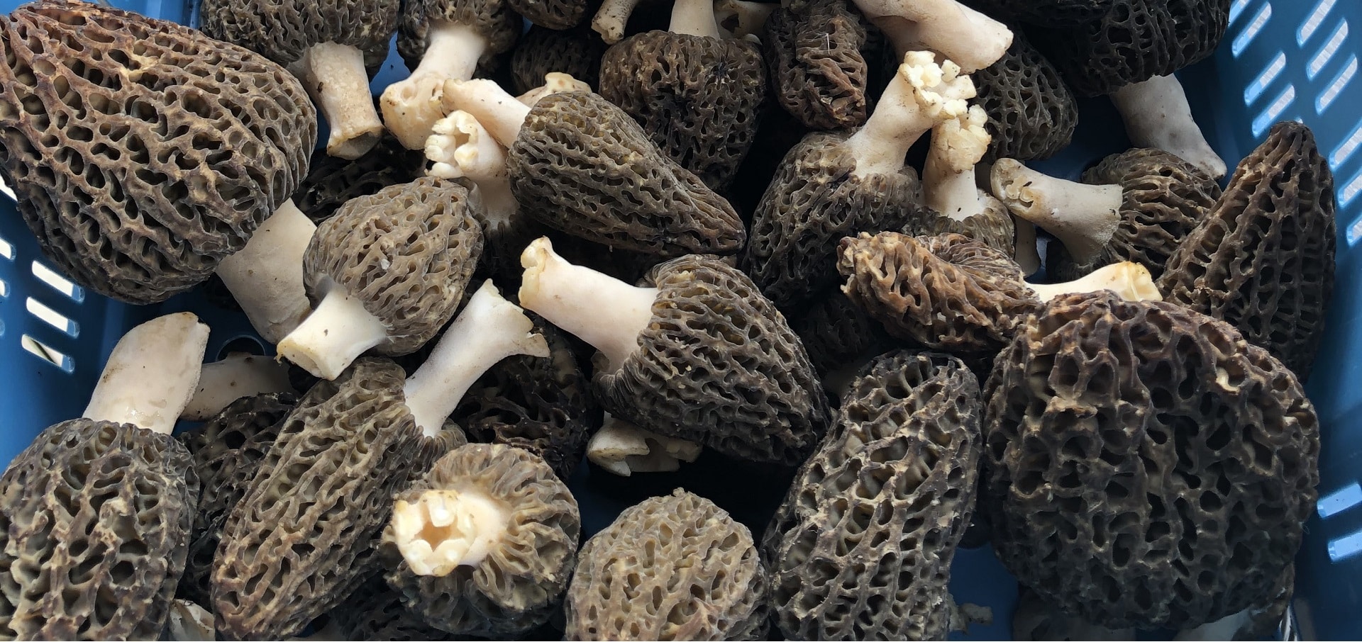 Des morilles belges produites dans le Hainaut